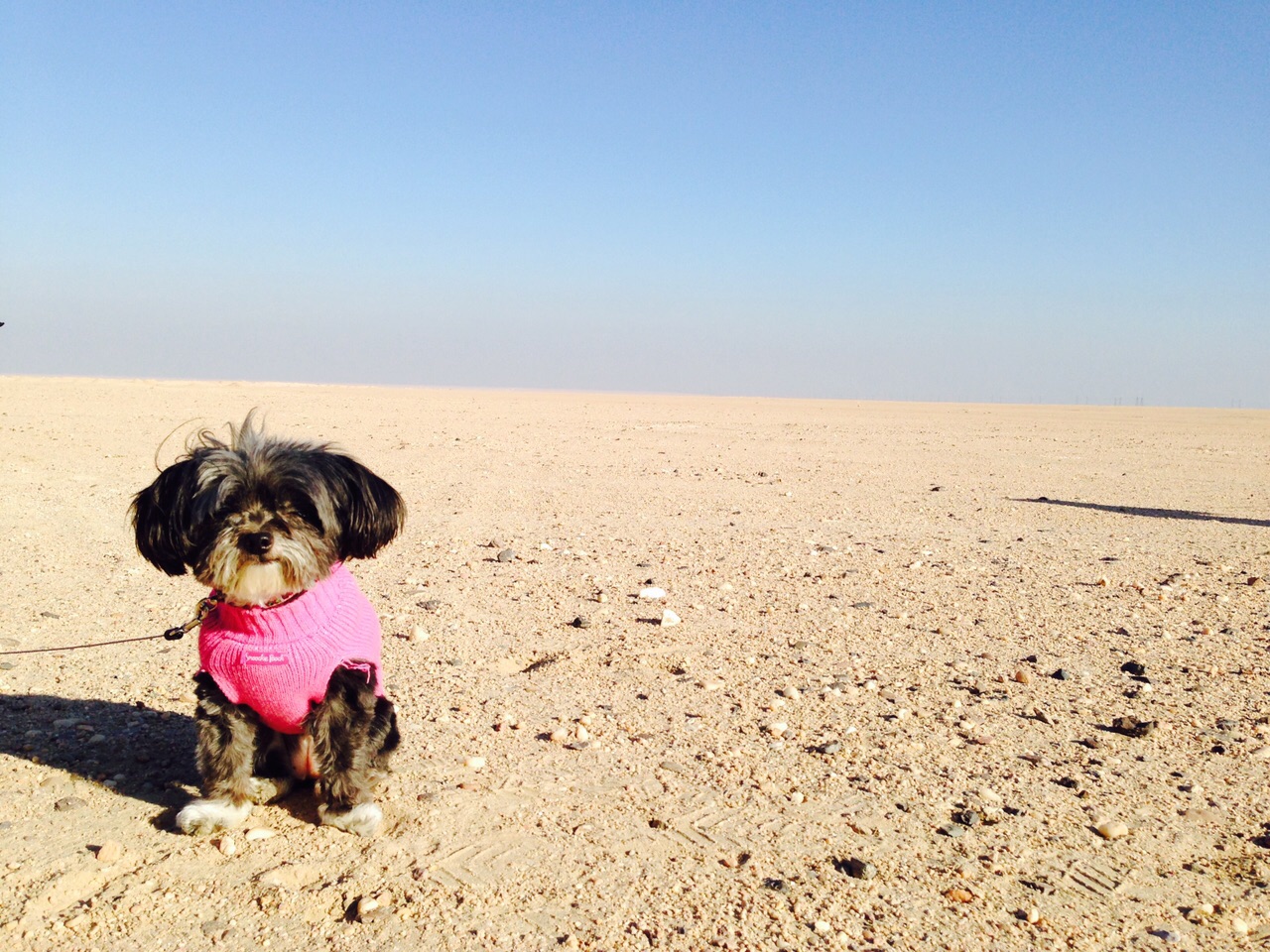 DOG-FRIENDLY PLACES IN KUWAIT - bazaar.town