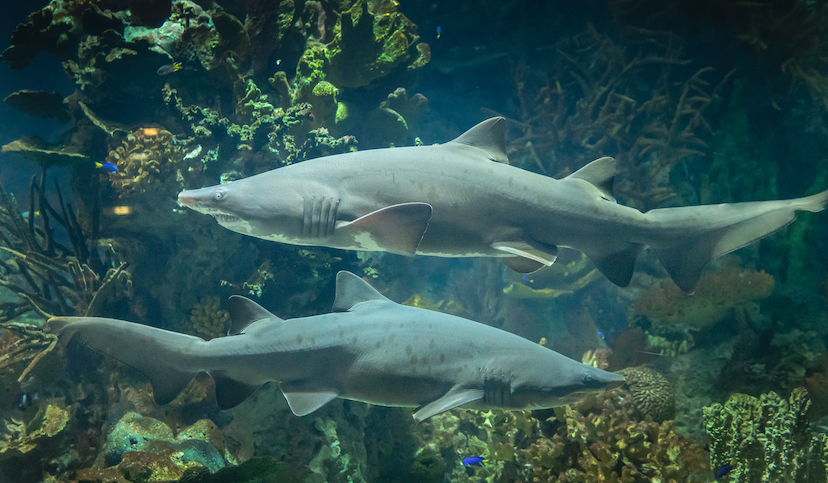 IT’S SO RARE BUT IT HAPPENED AT TSCK! MEET TSCK NEWEST BORN SHARKS ...